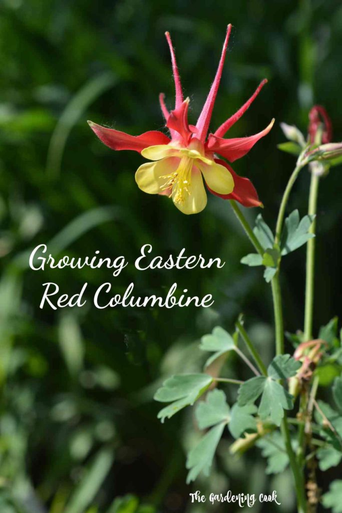 Eastern Red Columbine - Growing Aquilegia Canadensis - A Wild Perennial