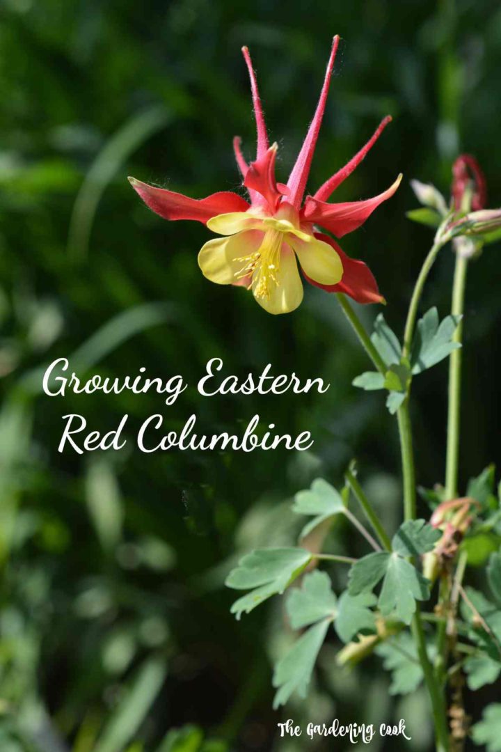 Eastern Red Columbine - Growing Aquilegia Canadensis - A Wild Perennial