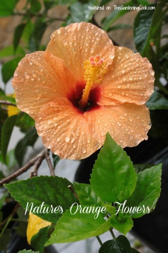 The Best Orange Flowers for your Garden