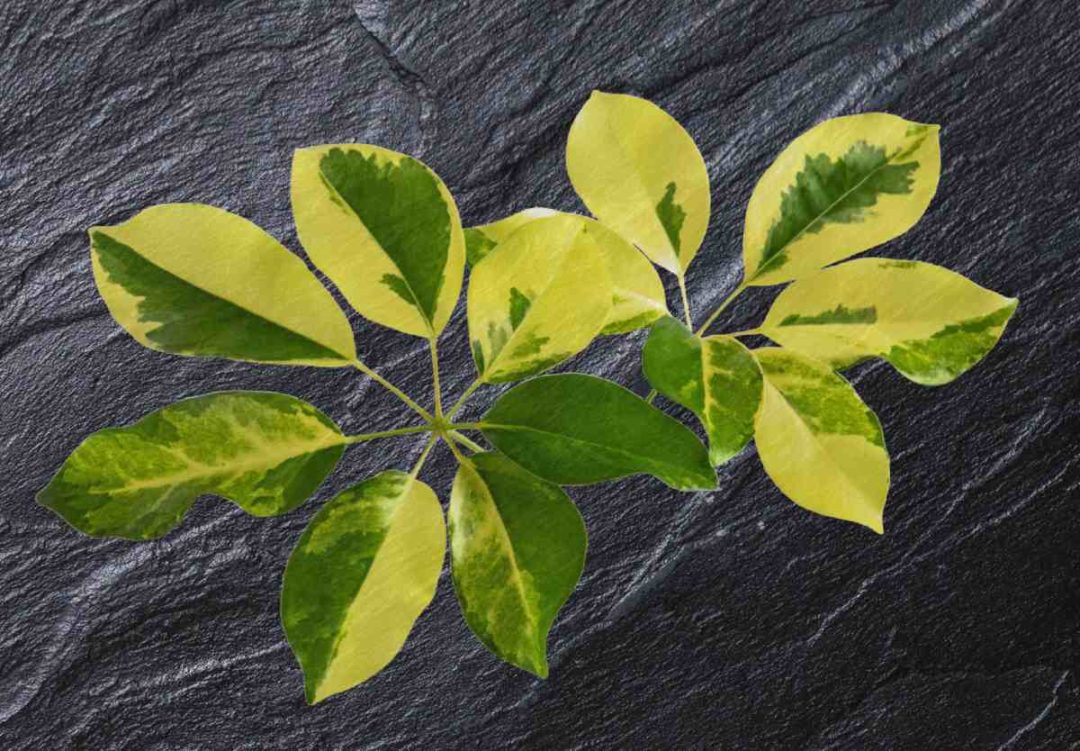 Schefflera Gold Capella - Variegated Schefflera - Dwarf Umbrella Tree