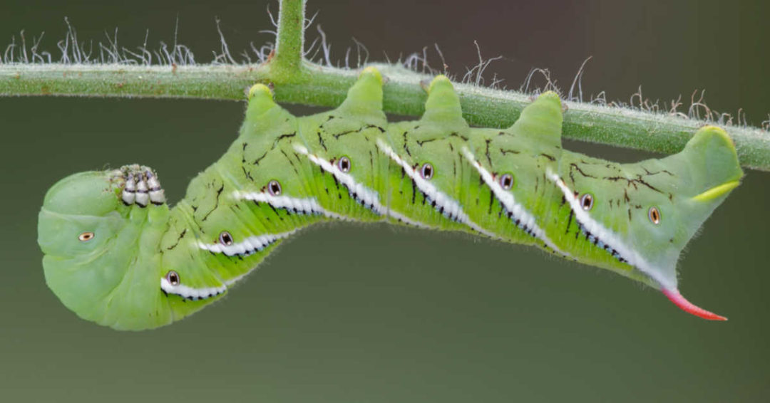 Tobacco Hornworm (Manduca sexta) vs Tomato Hornworm