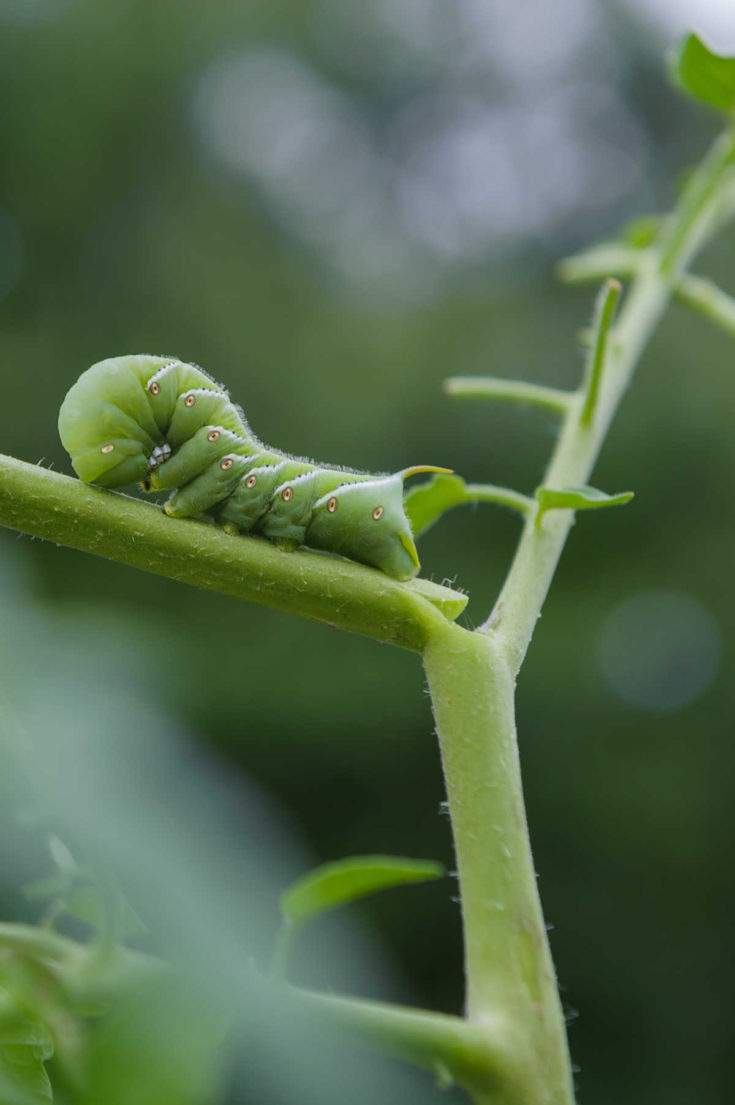 Tobacco Hornworm (Manduca sexta) vs Tomato Hornworm