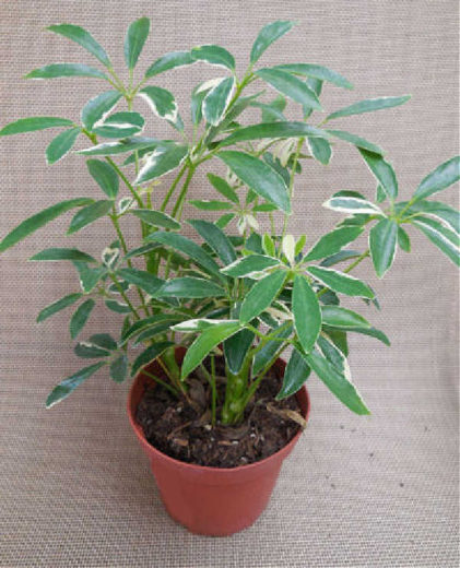 Schefflera Gold Capella - Variegated Schefflera - Dwarf Umbrella Tree