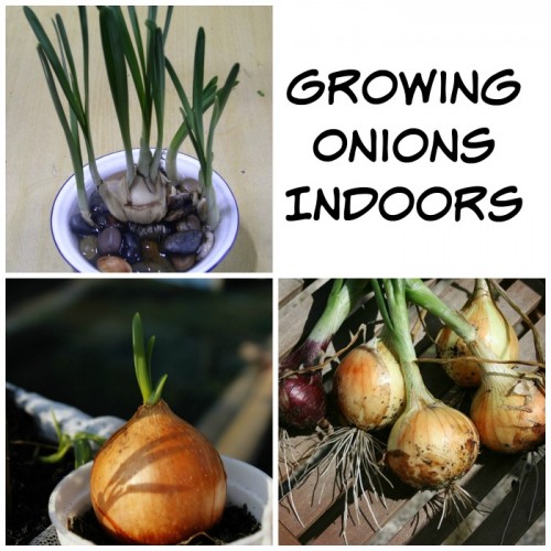 Growing Onions Indoors - You Don't Need a Lot of Space to Grow Onions!