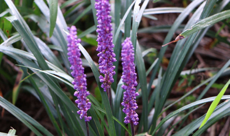 Liriope - Drought Tolerant Ground Cover- Monkey Grass - Creeping Lilyturf