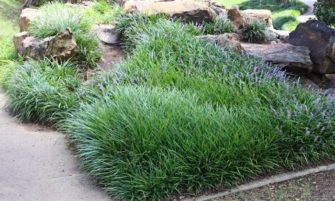Liriope - Drought Tolerant Ground Cover- Monkey Grass - Creeping Lilyturf