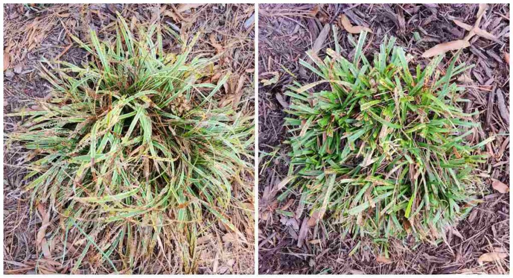 Liriope - Drought Tolerant Ground Cover- Monkey Grass - Creeping Lilyturf