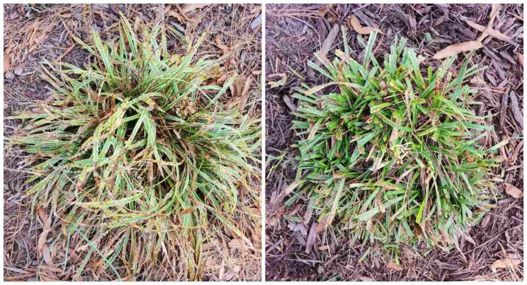 Liriope - Drought Tolerant Ground Cover- Monkey Grass - Creeping Lilyturf