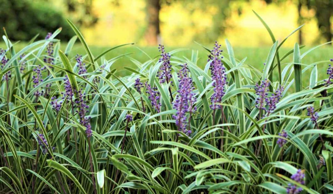 Liriope - Drought Tolerant Ground Cover- Monkey Grass - Creeping Lilyturf