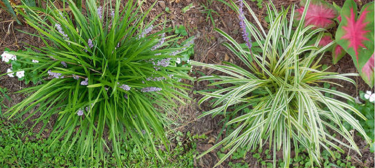 Liriope - Drought Tolerant Ground Cover- Monkey Grass - Creeping Lilyturf