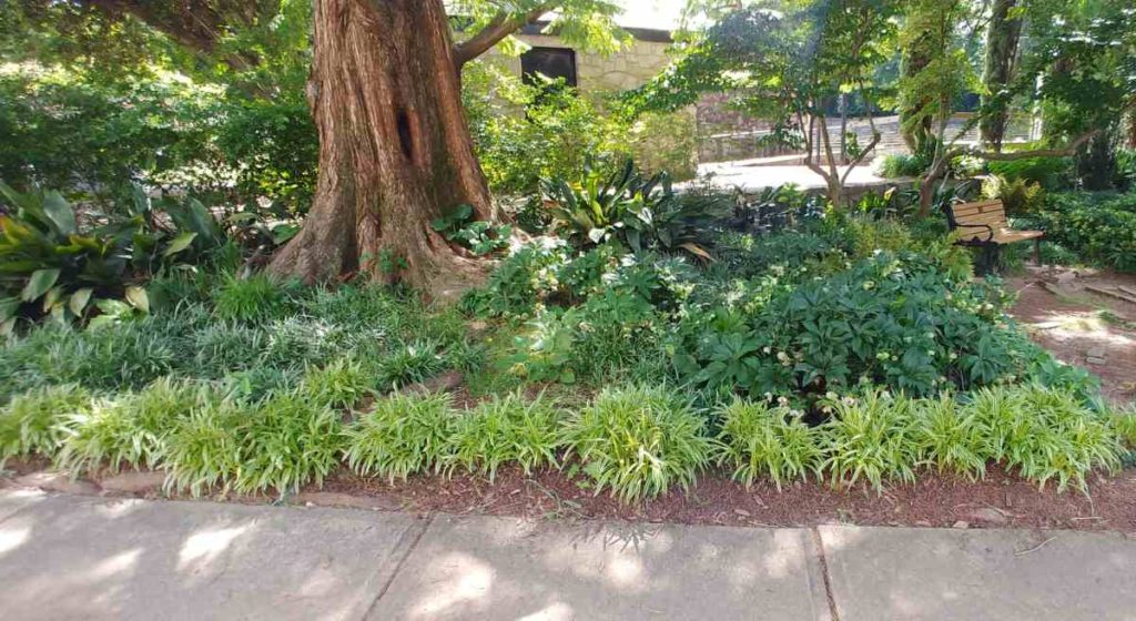 Liriope - Drought Tolerant Ground Cover- Monkey Grass - Creeping Lilyturf