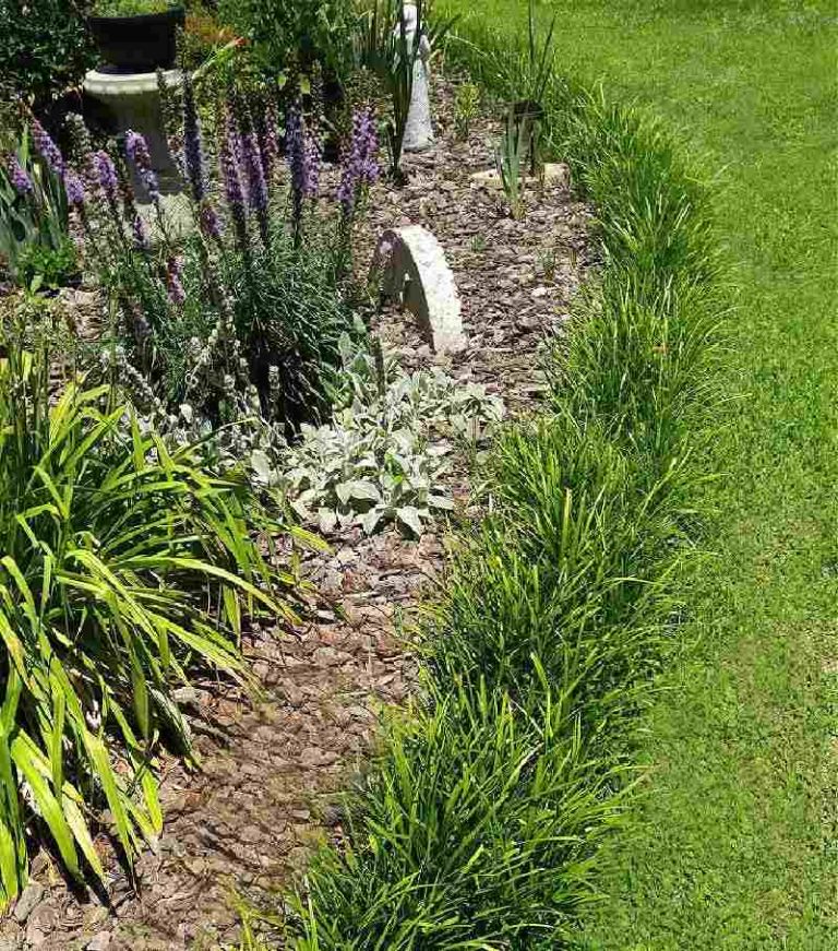 Liriope - Drought Tolerant Ground Cover- Monkey Grass - Creeping Lilyturf