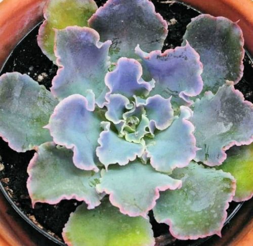 Caring for Echeveria - Rosette Forming Succulents (Drought Tolerant)