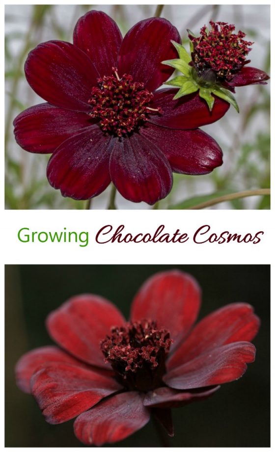 Chocolate Cosmos is one of the Rarest Flowers in the World