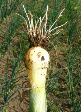 Growing Spring Onions - Tips - Trimming - What is a Spring Onion?