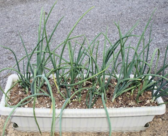 Growing Spring Onions - Tips - Trimming - What is a Spring Onion?