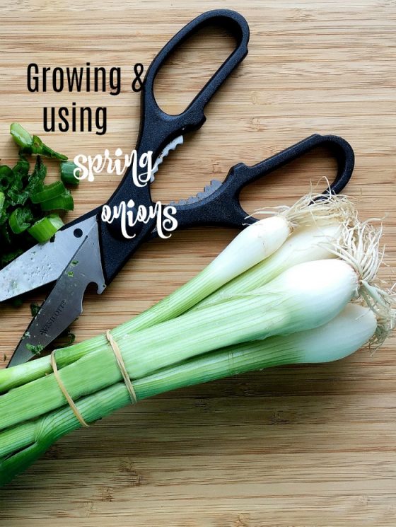 Growing Spring Onions - Tips - Trimming - What is a Spring Onion?