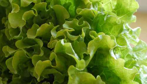 Cut and come Again Vegetables