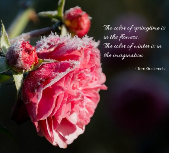 Gardening Quotes and Inspirational Sayings