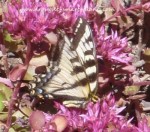 Swallowtail Nectar Plants - Add these to Attract Swallowtails