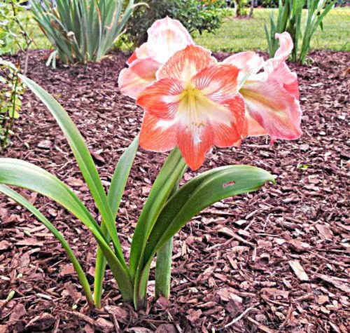 Growing Amaryllis Indoors - Guide to Forcing Amaryllis Bulbs