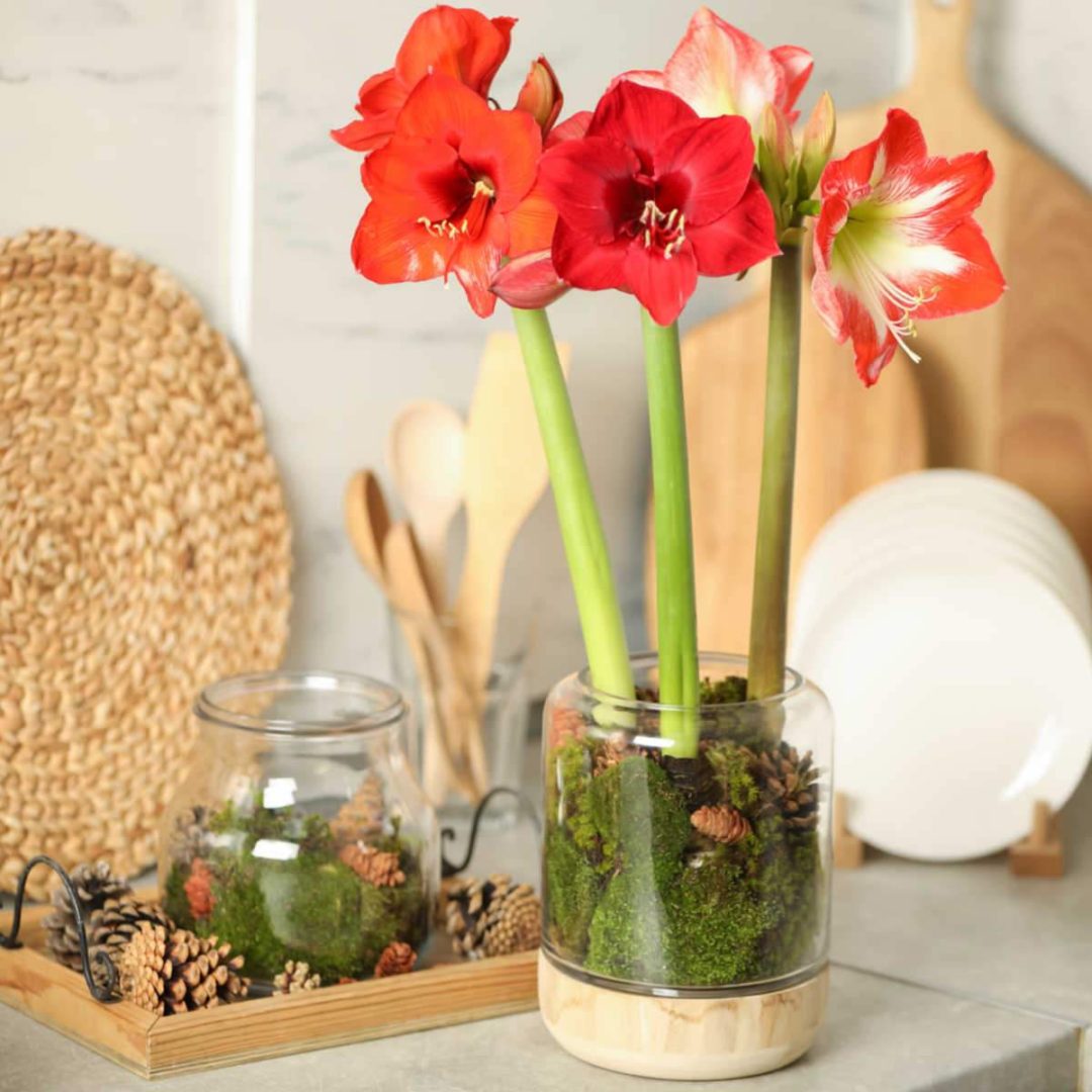 How To Grow Amaryllis Indoors