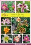 It's Lily Time - Varieties of Lilies in my Garden