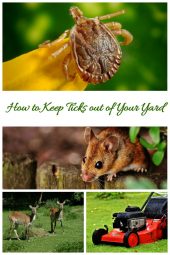 Get Rid of Ticks in the Yard - Easy Steps to a Tick Free Garden