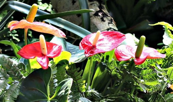 Flamingo Flower - Anthurium - Tropical Delight - Great indoor plant