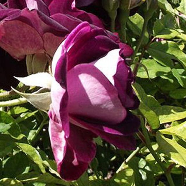 14 Rose Colors Meanings for a Thoughtful Bouquet