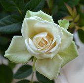 14 Rose Colors Meanings for a Thoughtful Bouquet