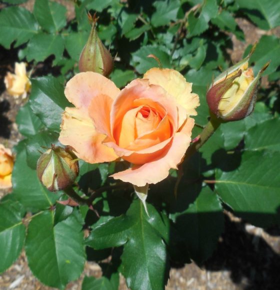 14 Rose Colors Meanings for a Thoughtful Bouquet