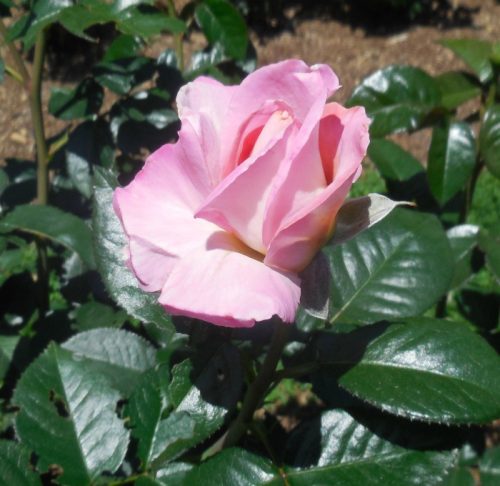 14 Rose Colors Meanings for a Thoughtful Bouquet