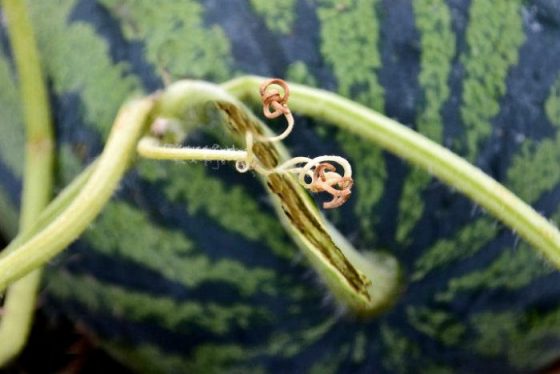 Harvesting Watermelons - When is Watermelon Ready to Pick? (Updated)