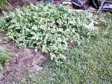 When Is a Watermelon Ripe? How to Tell When to Pick It