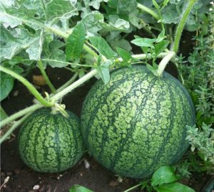 When Is a Watermelon Ripe? How to Tell When to Pick It