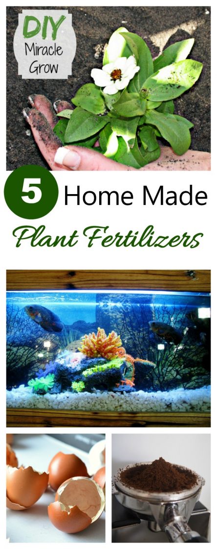 Home made Miracle Grow - Make Your own Homemade Plant Food