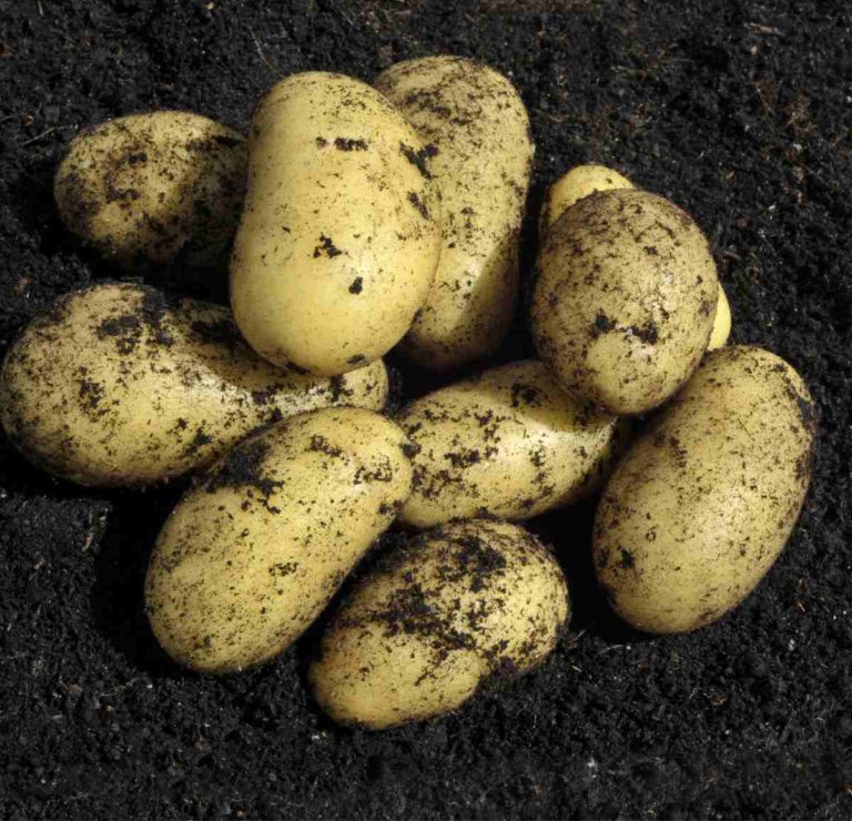 Growing Potatoes in a Trash Bag