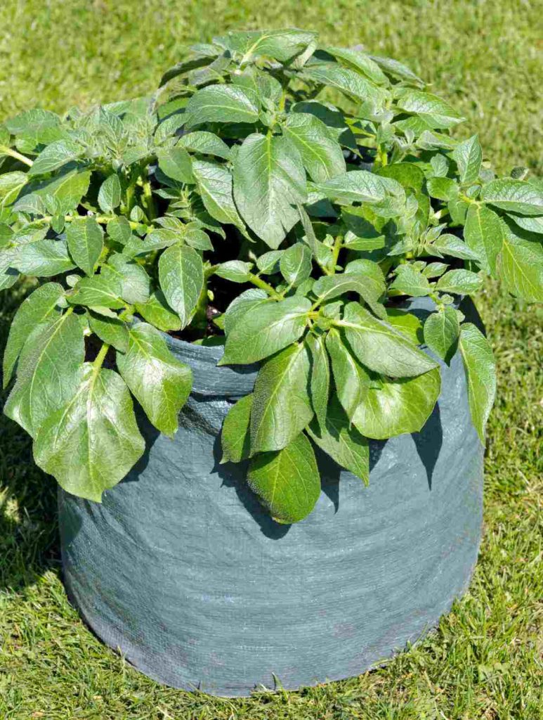 Growing Potatoes in a Trash Bag