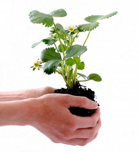Home made Miracle Grow - Make Your own Homemade Plant Food