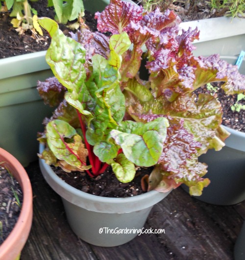 11 Tips for Growing a Vegetable Garden on a Deck - The Gardening Cook