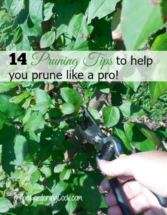 21 Pruning tips for Great Looking Gardens - Trees - Shrubs - Perennials ...
