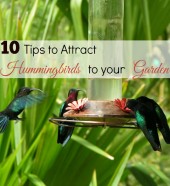 Attract Hummingbirds to your Garden in 10 Easy Steps