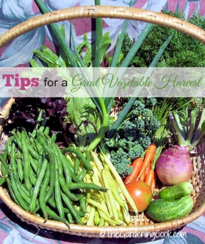 30 Tips for a Great Vegetable Garden Harvest Plus 6 Garden Recipes