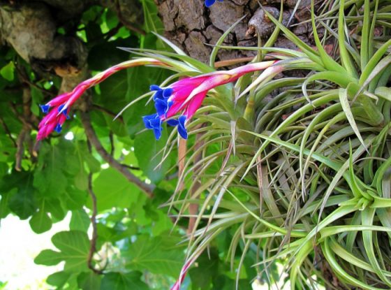 Tips for Growing Air Plants - How to Care for Tillandsia