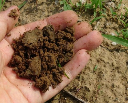 Make Gardening Easier - 10 Tips from The Gardening Cook