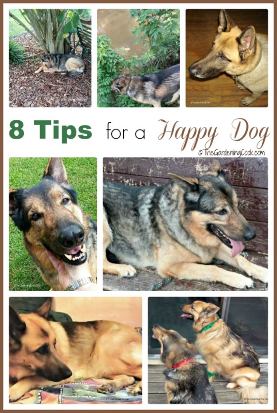 8 Tips for Keeping Your Dog Happy