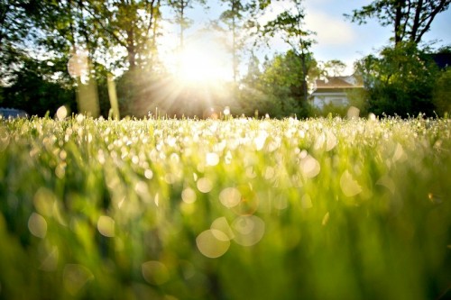 Lawn Care Tips - 12 Tricks for a Lush Green Long All Summer