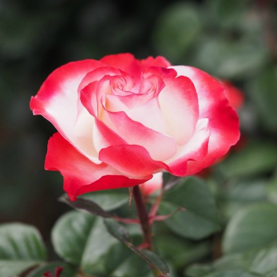 Osiria Rose Care - How to Take Care of Osiria Rose Bushes