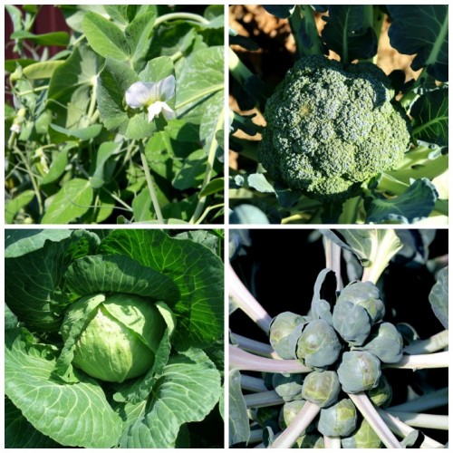 Early Spring Garden Projects